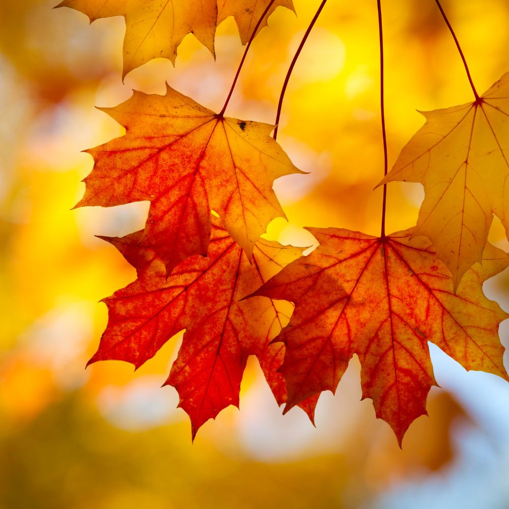 Maple Harvest – Broken Top Brands